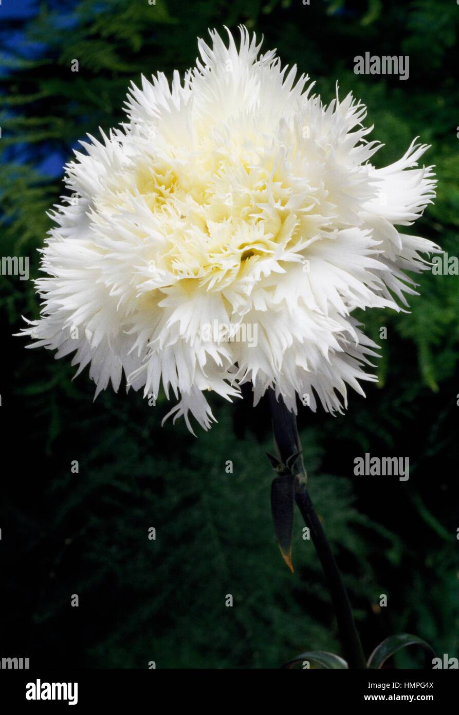 Pink or Carnation (Dianthus Biancochinera), Caryophyllaceae Stock Photo ...