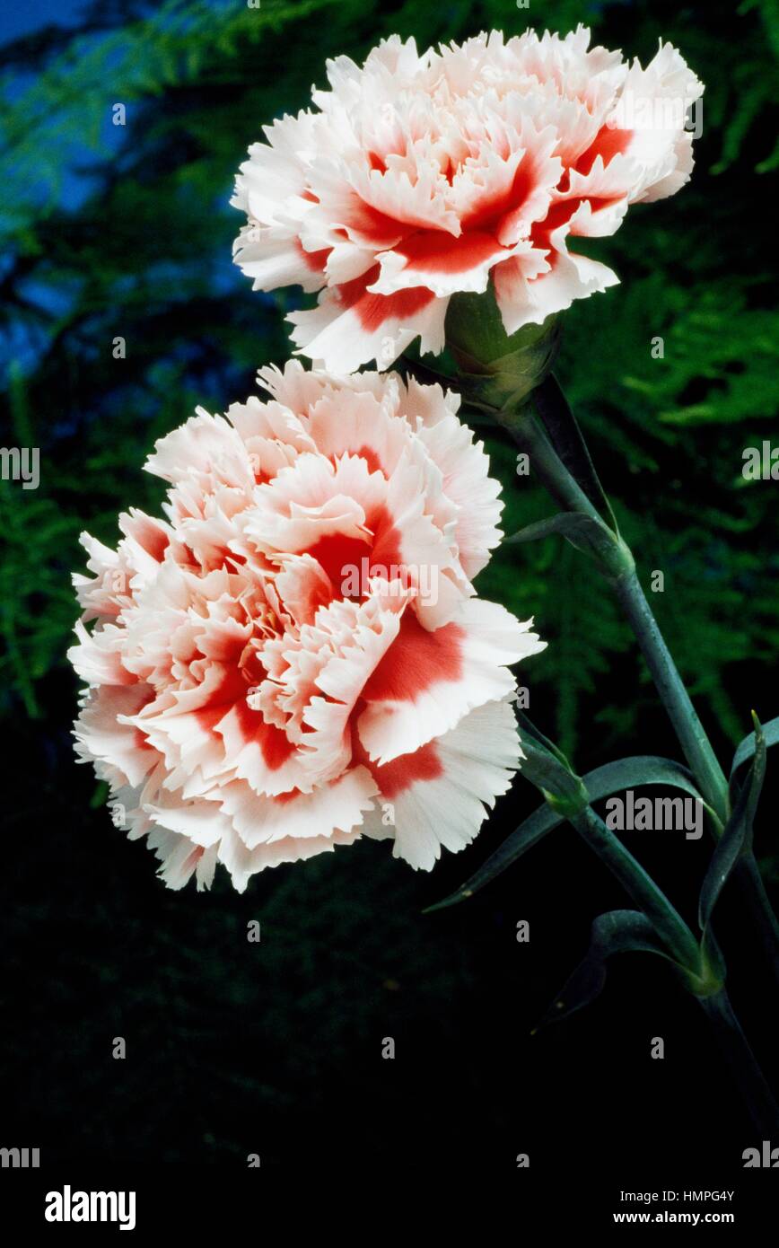 Rififi hi-res stock photography and images - Alamy