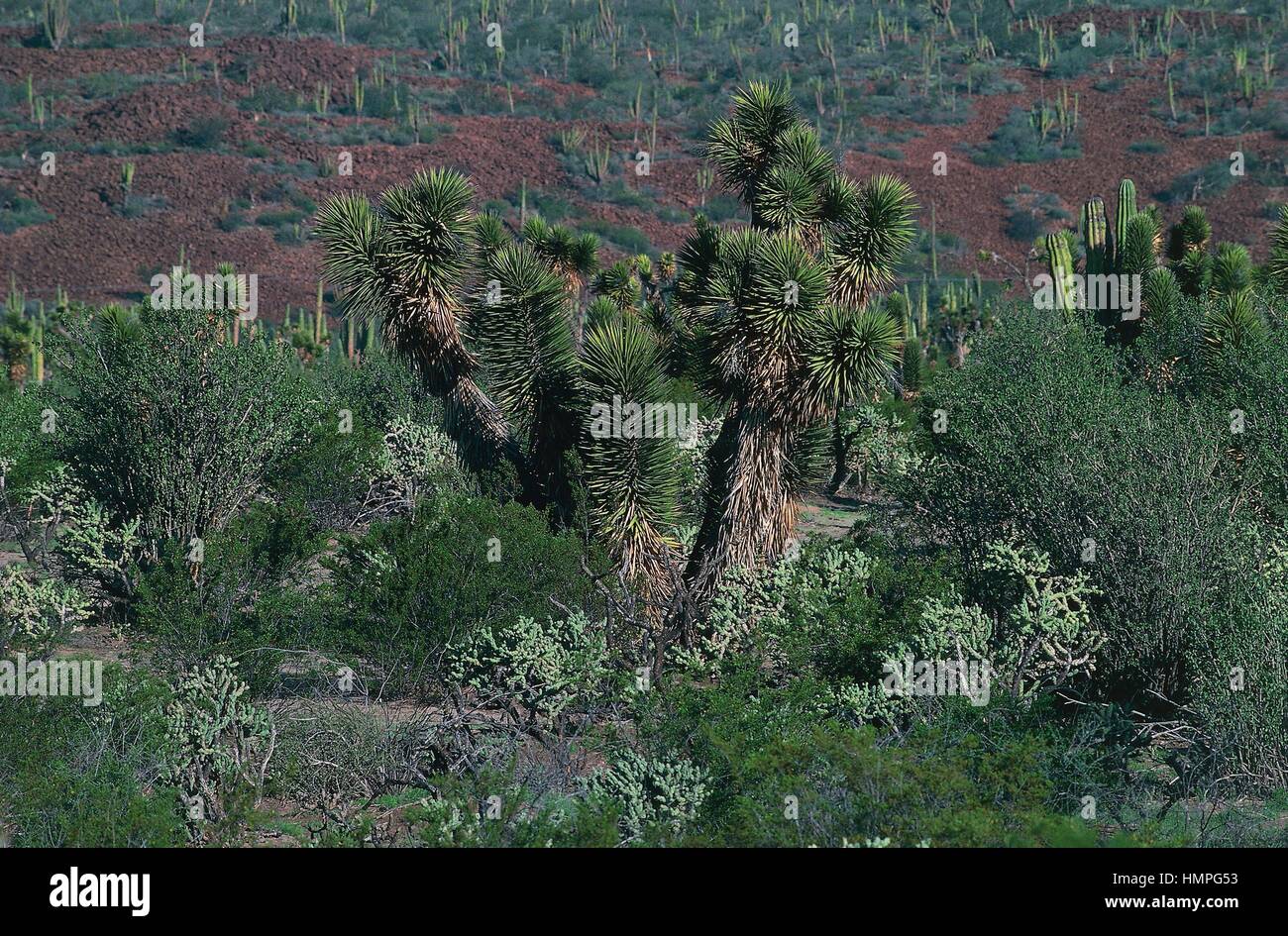 Yucca Sp High Resolution Stock Photography and Images - Alamy