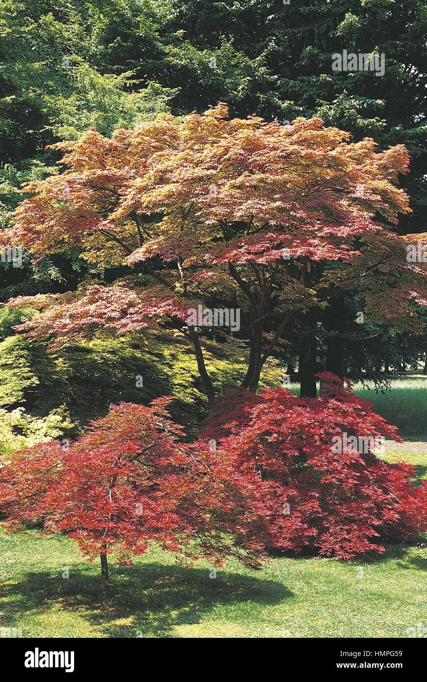 Botany - Trees - Sapindaceae - Japanese Maple (Acer palmatum Stock ...