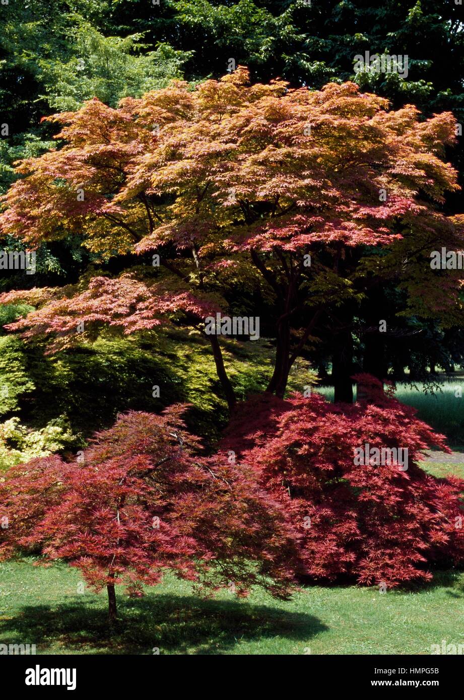 Japanese Maple (Acer palmatum dissectum), Aceraceae-Sapindaceae Stock ...