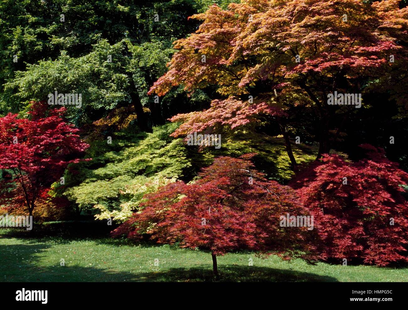 Japanese Maple (Acer palmatum dissectum), Aceraceae-Sapindaceae Stock ...