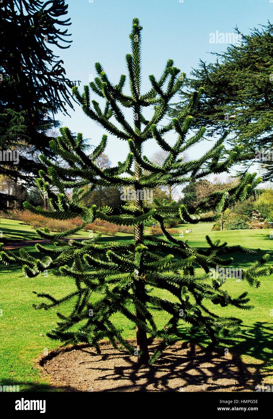 Monkey Puzzle Tree (Araucaria araucana) Araucariaceae Stock Photo - Alamy