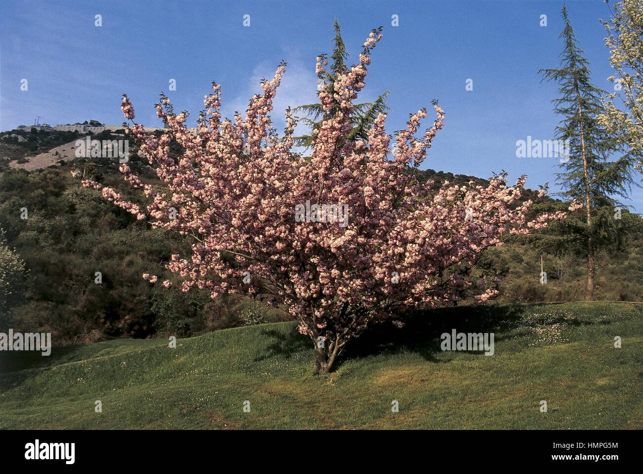 Botany - Trees - Rosaceae - Japanese Cherry (Prunus or Cerasus ...