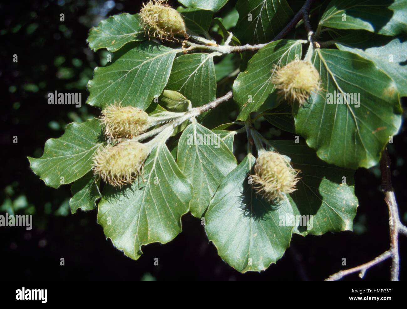 Wild Beech or European Beech leaves and flowers (Fagus sylvatica ...