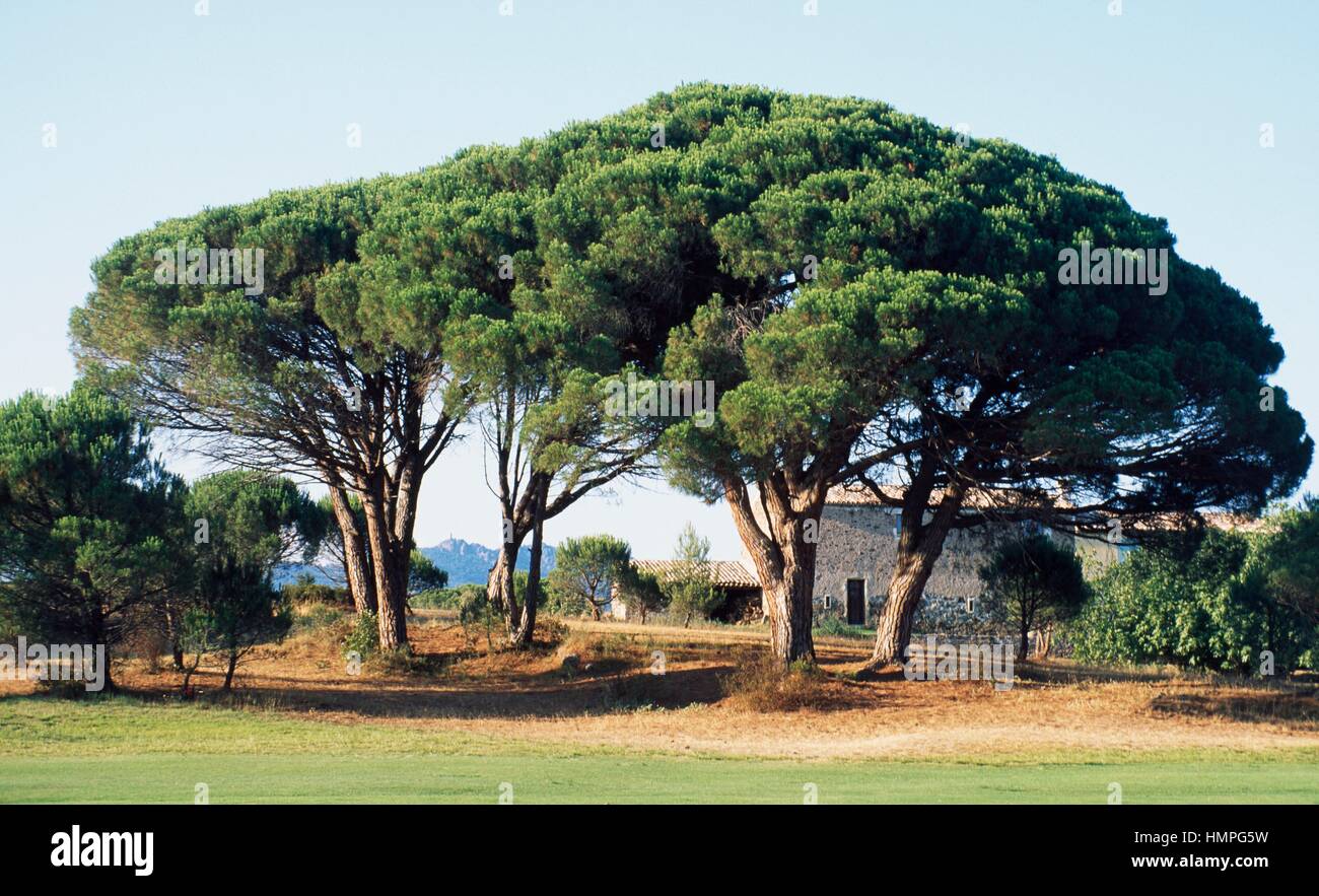 Pine tree specimens hi-res stock photography and images - Alamy