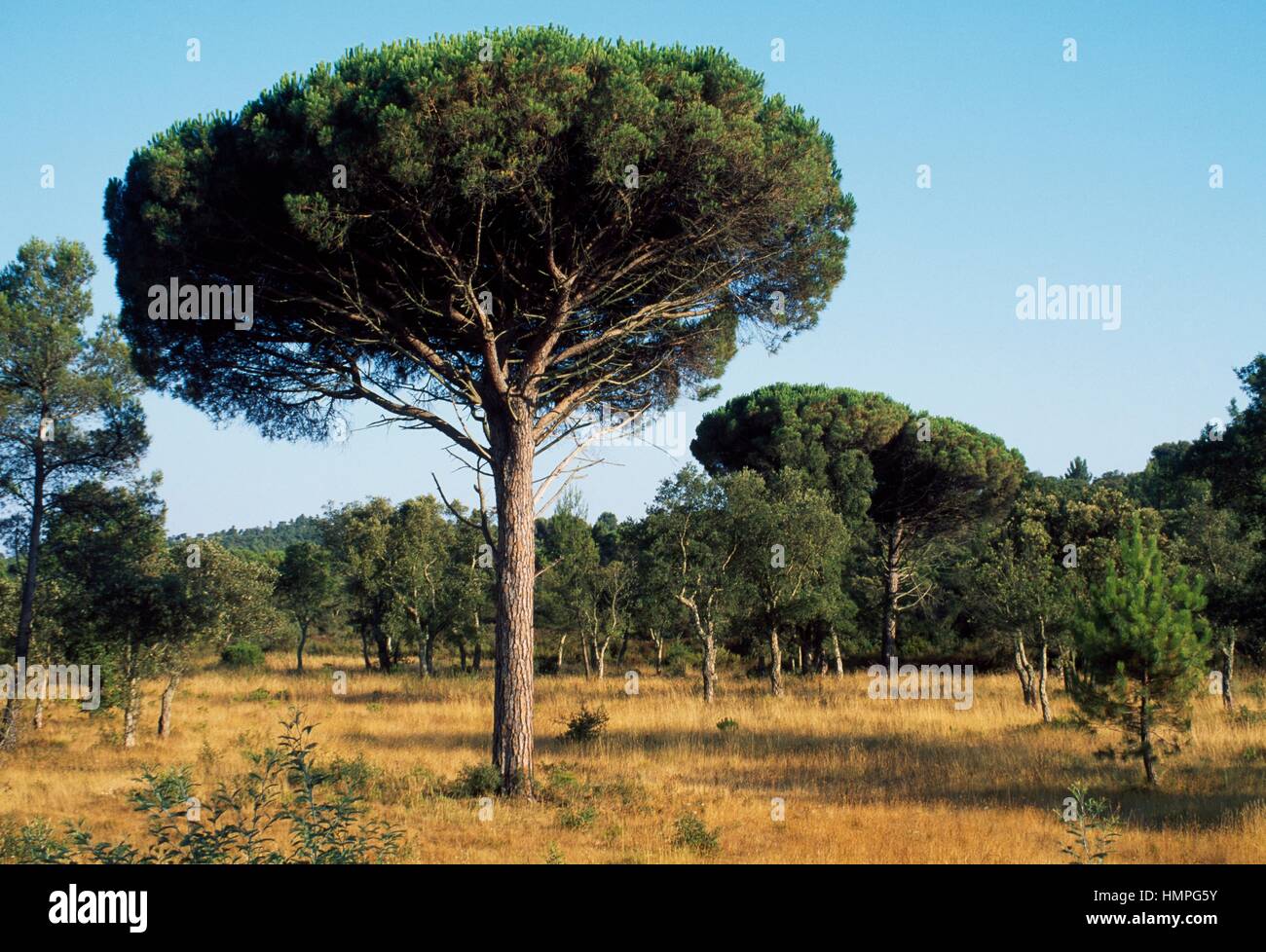 Stone pine specimens (Pinus pinea), Pinaceae Stock Photo - Alamy