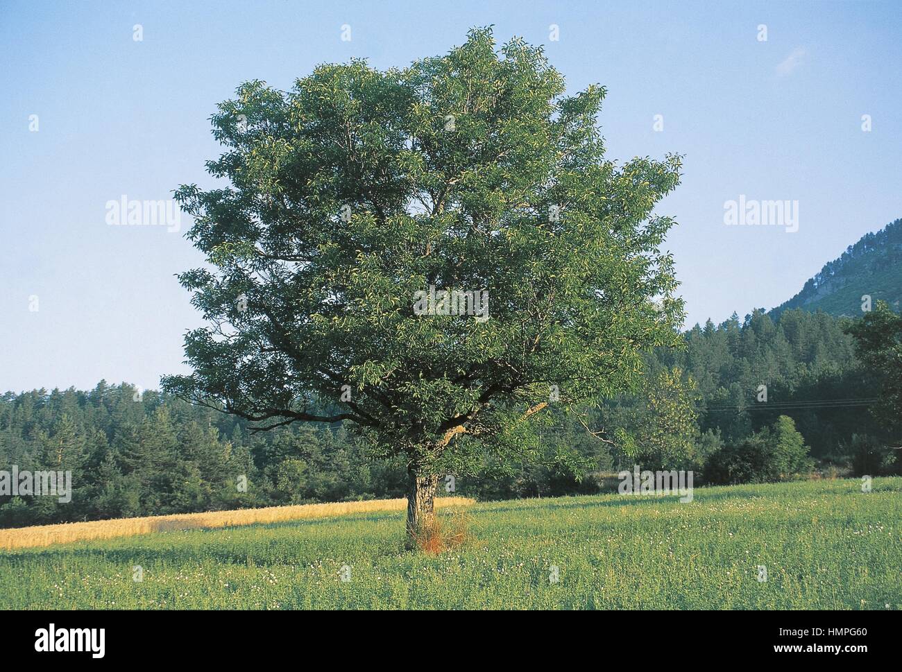 Common walnut (Juglans regia) in field Stock Photo - Alamy