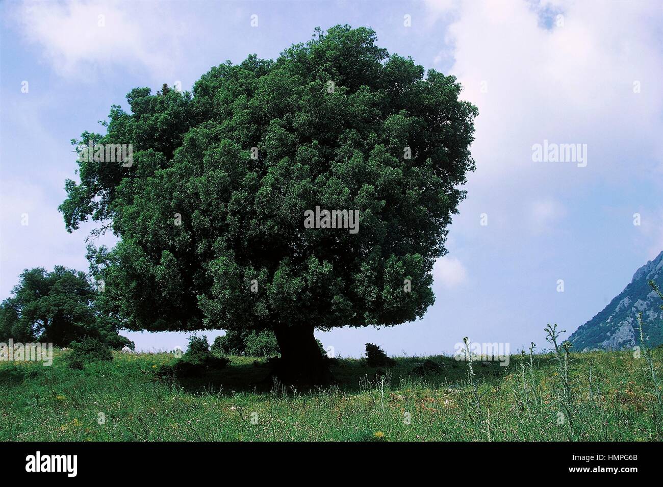Oak (Quercus ilex), Fagaceae Stock Photo - Alamy