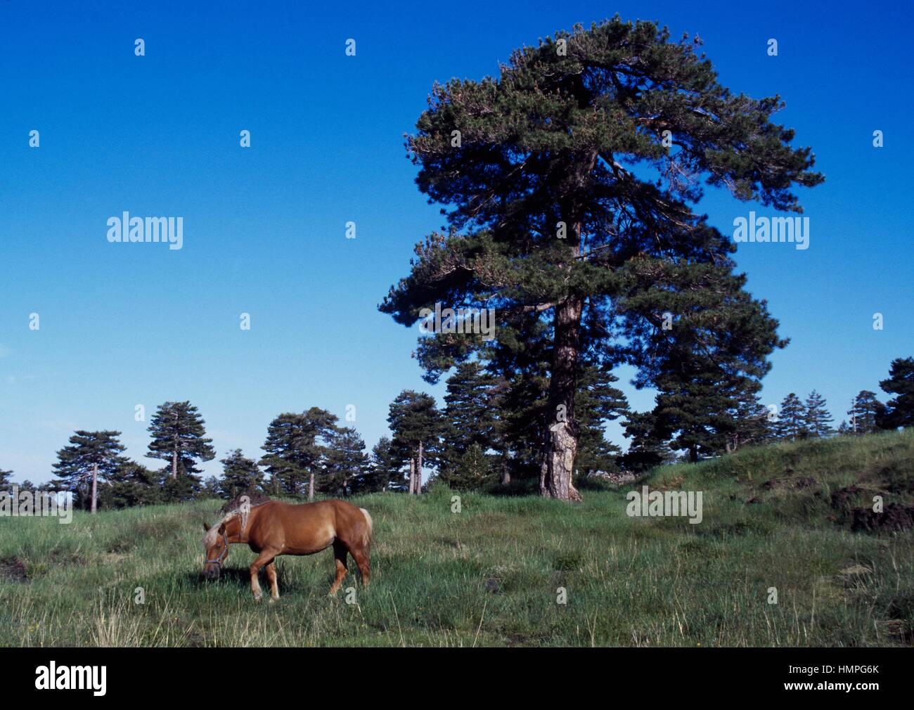 Corsican pine (Pinus nigra laricio), Pinaceae Stock Photo - Alamy