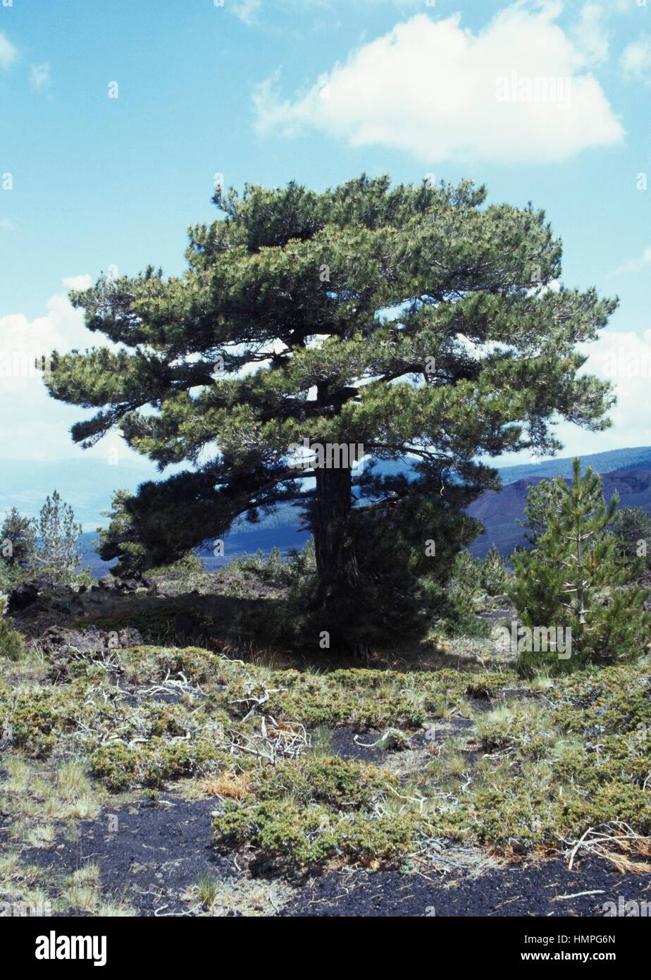 Corsican pine (Pinus nigra laricio), Pinaceae Stock Photo - Alamy
