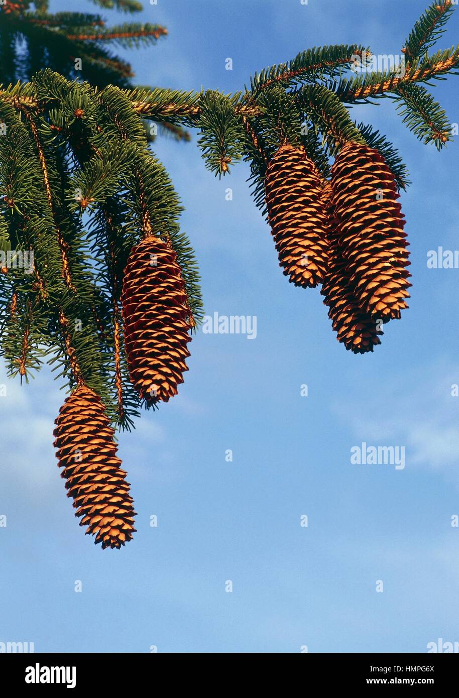 European Spruce branch with cones (Picea abies), Pinaceae Stock Photo ...