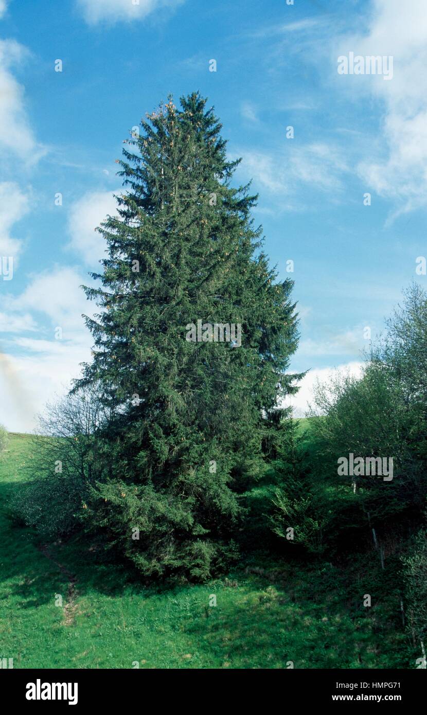Norway Spruce (Picea abies), Pinaceae Stock Photo - Alamy