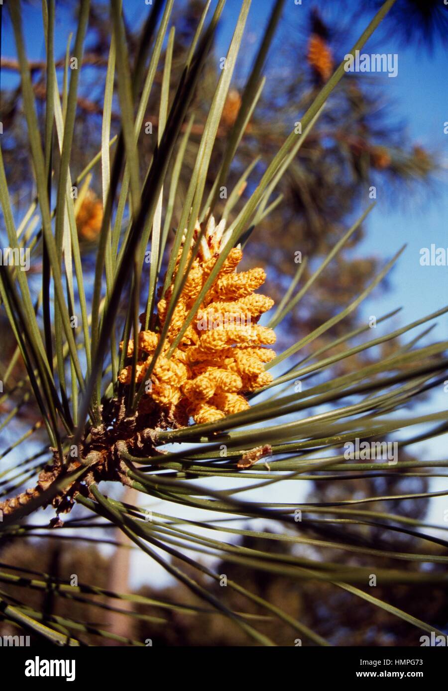 Leaves and inflorescences of Maritime pine (Pinus pinaster), Pinaceae ...