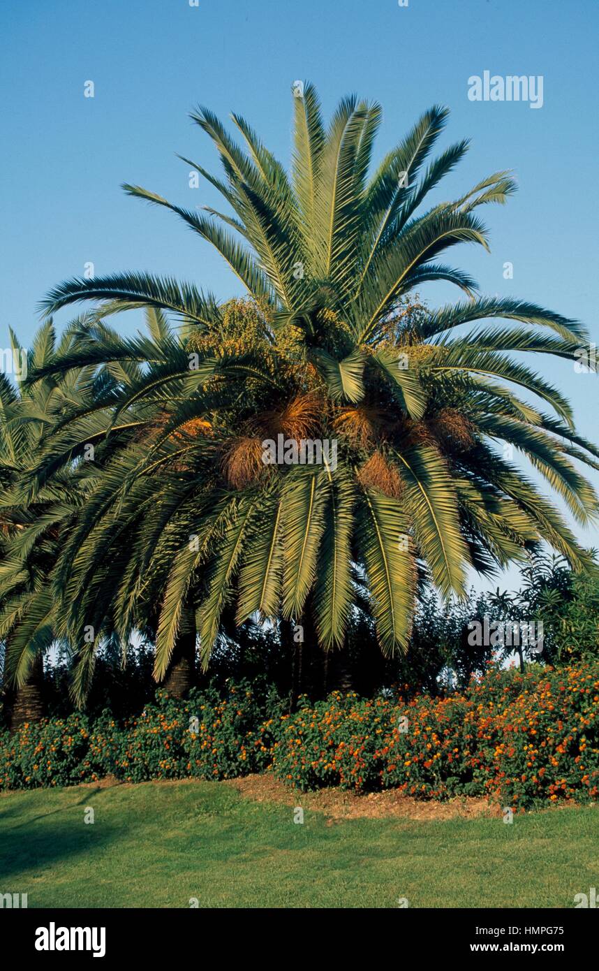 Canary Island date palm (Phoenix canariensis), Arecaceae Stock Photo ...