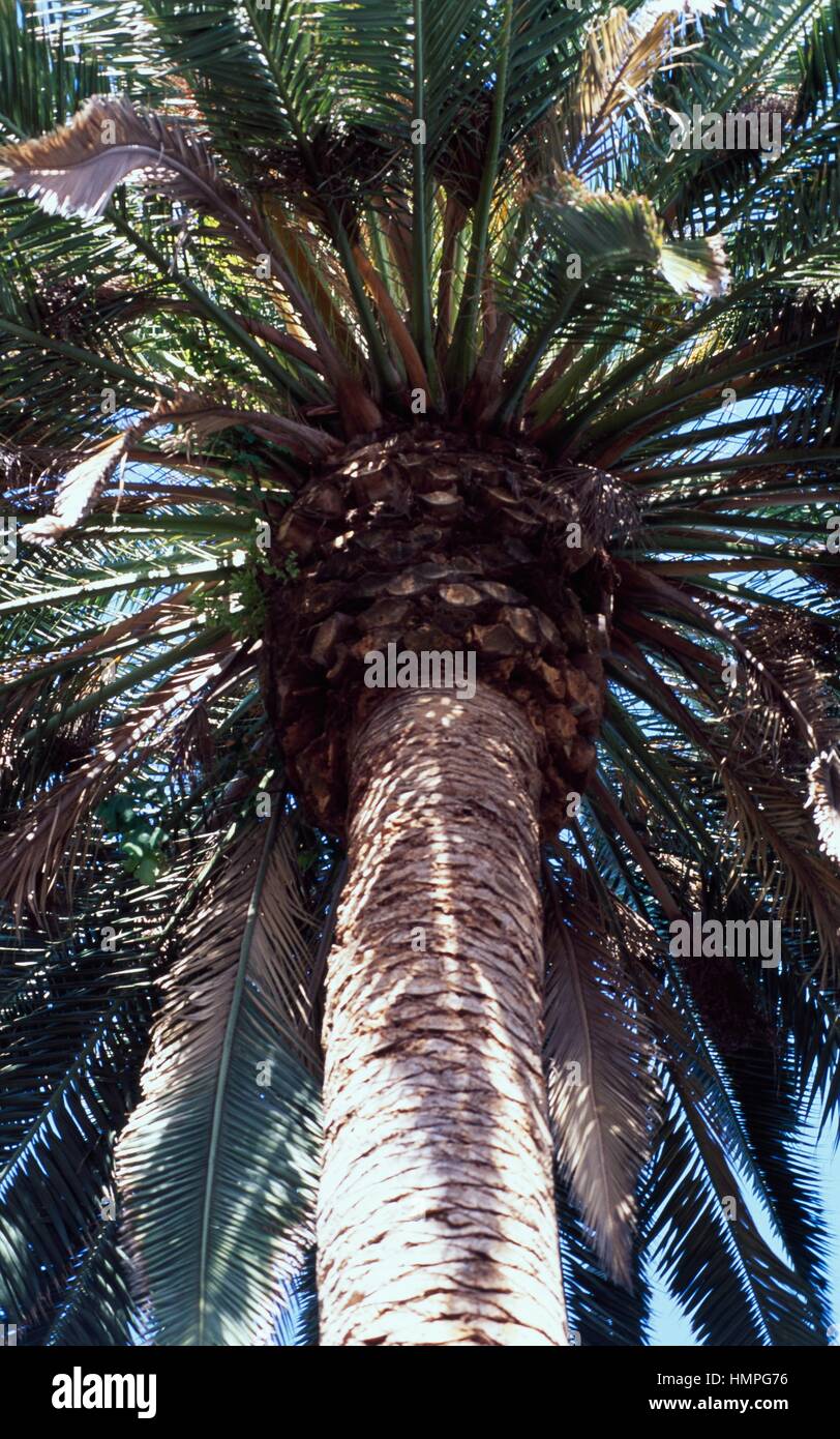 Date palm (Phoenix dactylifera), Arecaceae. Detail Stock Photo - Alamy