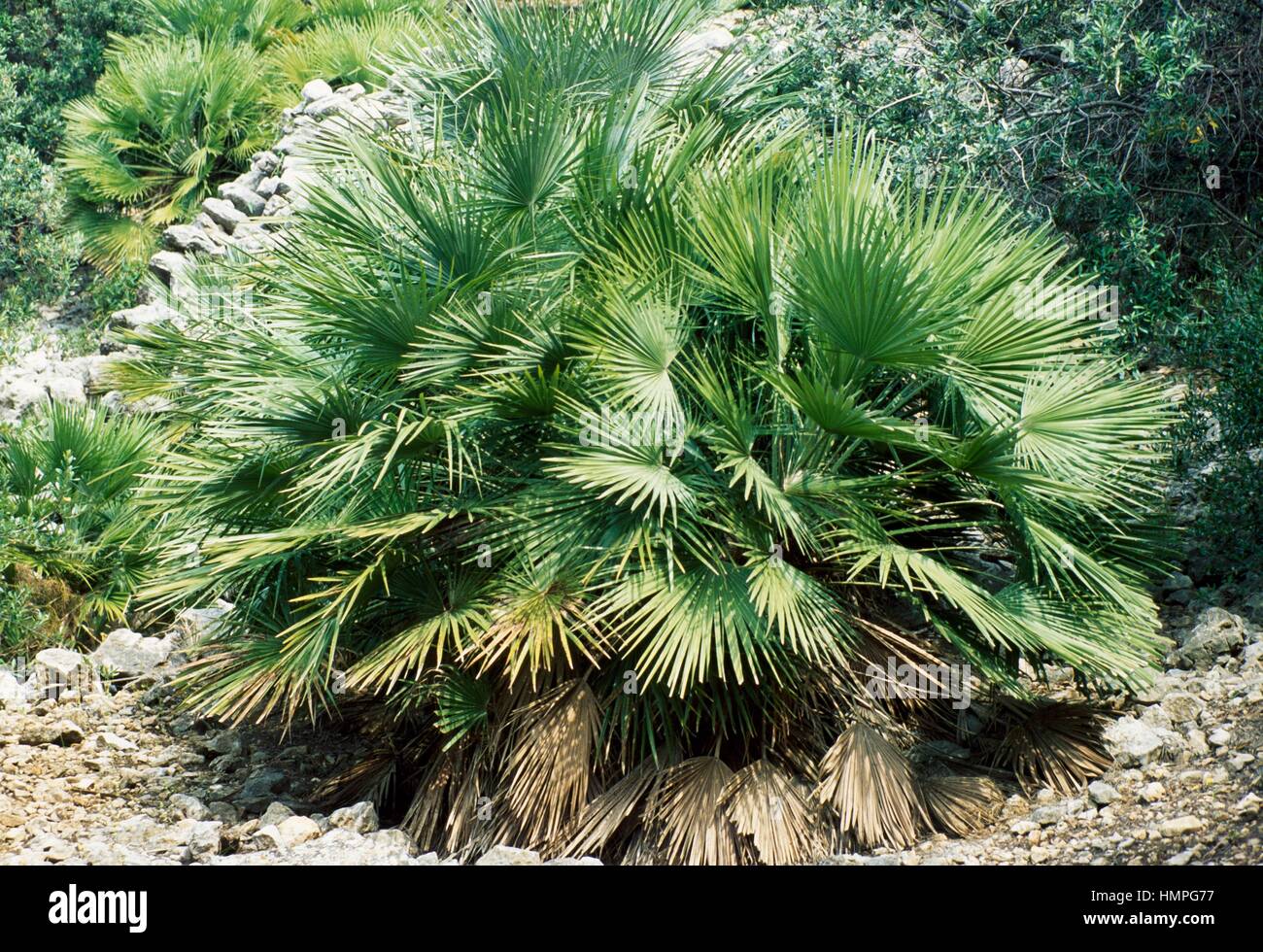 European fan Palm (Chamaerops humilis), Arecaceaee Stock Photo - Alamy