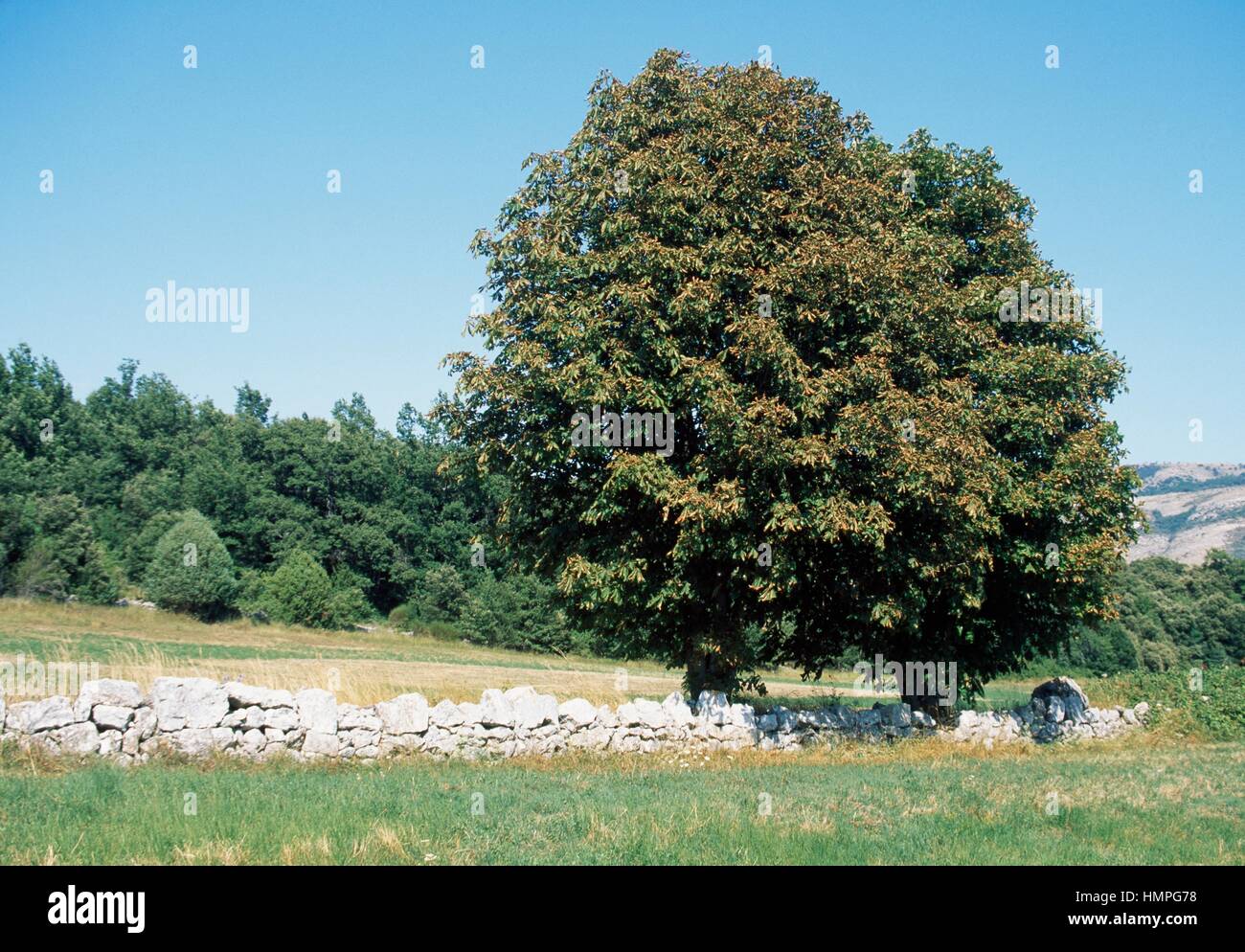 Horse-chestnut or Indian chestnut (Aesculus hippocastanum), Sapindaceae ...