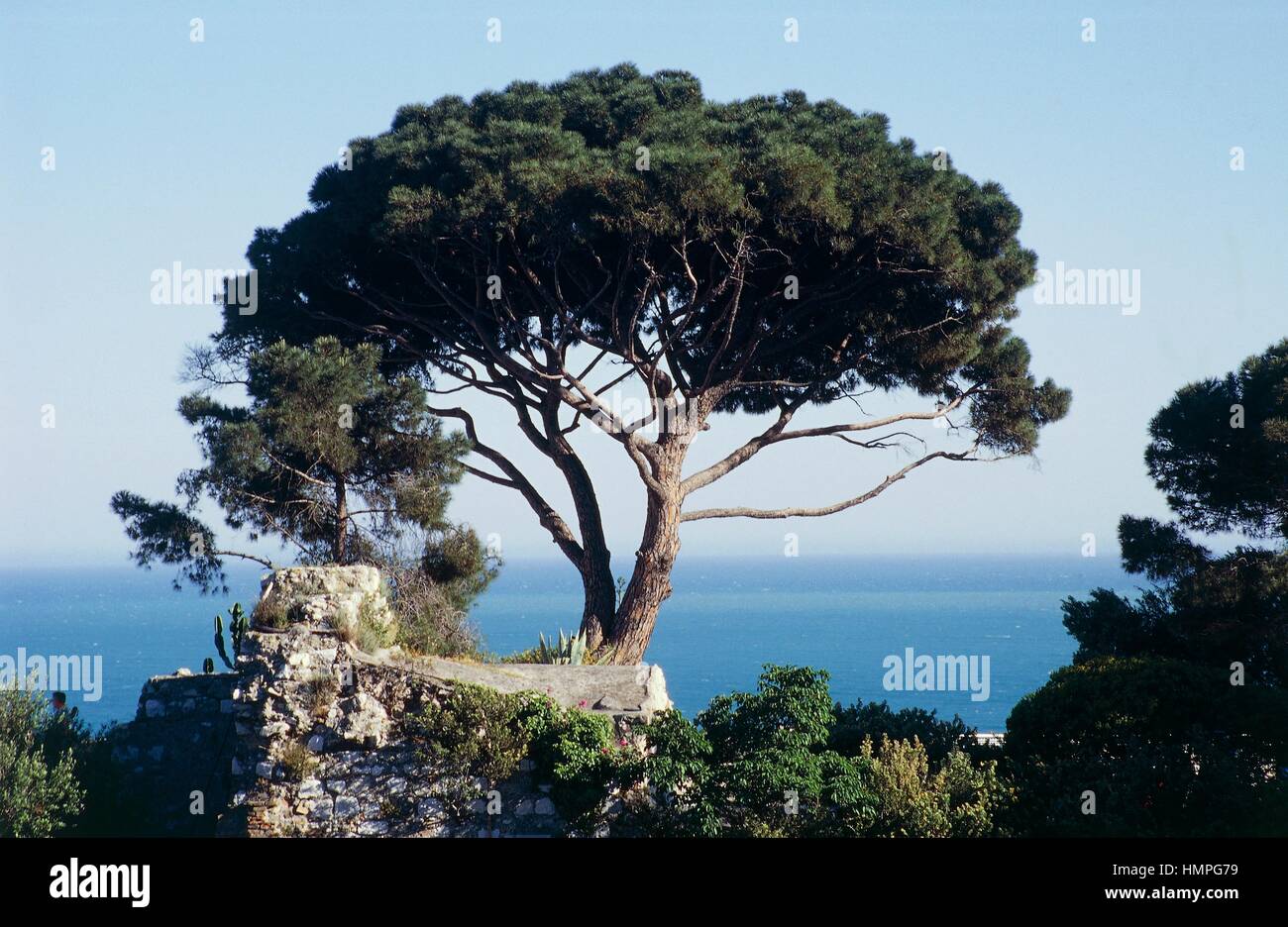 Aleppo Pine (Pinus halepensis), Pinaceae Stock Photo - Alamy