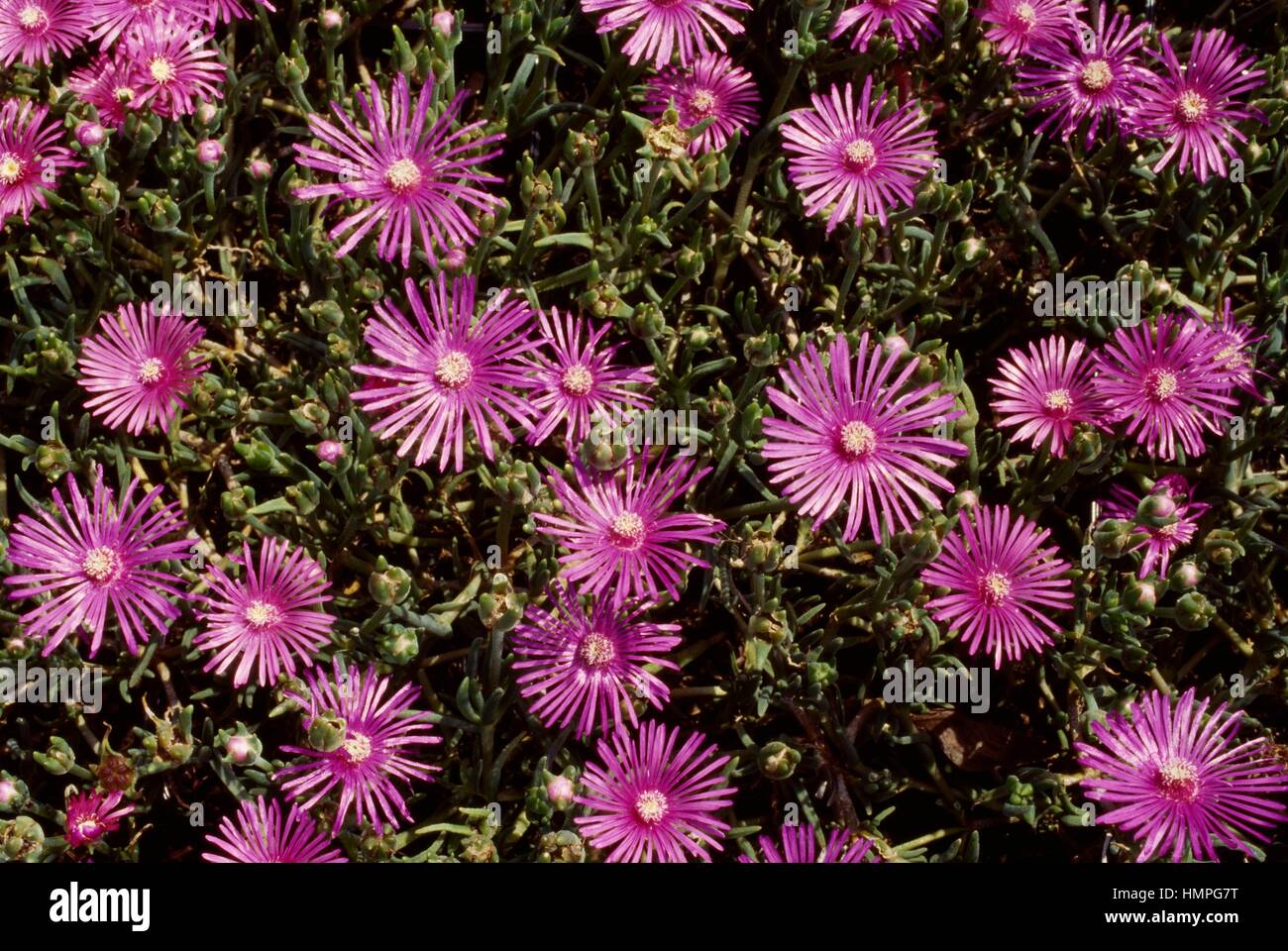 Heartleaf iceplant (Aptenia cordifolia) flowers, Aizoaceae. Detail ...