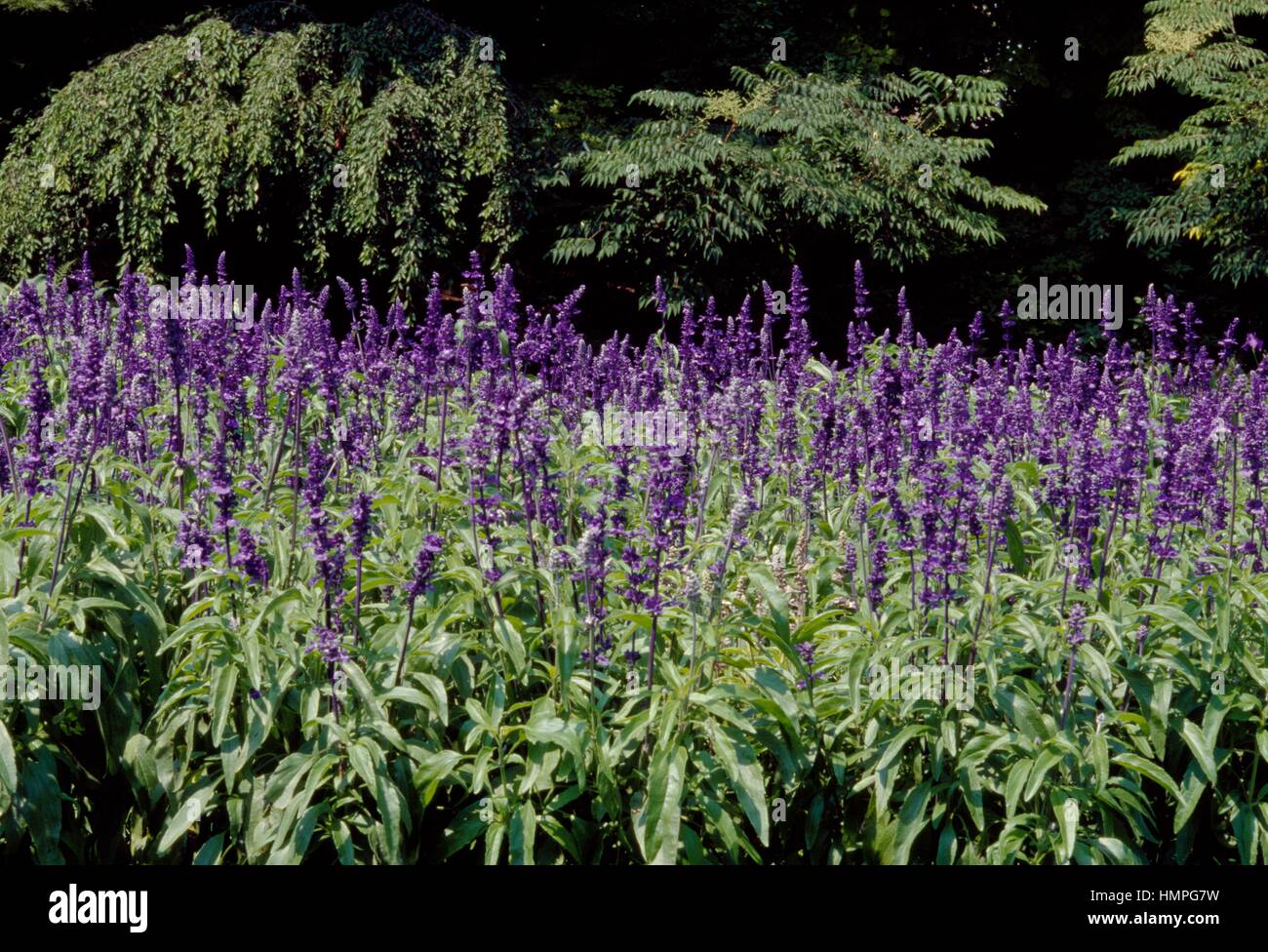Speedwell (Veronica sp), Plantaginaceae Stock Photo - Alamy