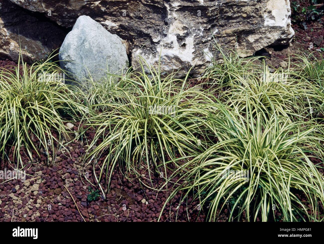 Evergold Sedge (Carex oshimensis Evergold), Cyperaceae Stock Photo - Alamy