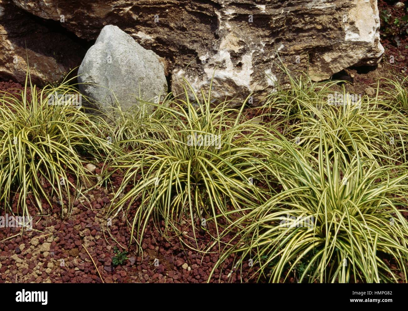 Sedge Evergold (Carex oshimensis Evergold), Cyperaceae Stock Photo - Alamy