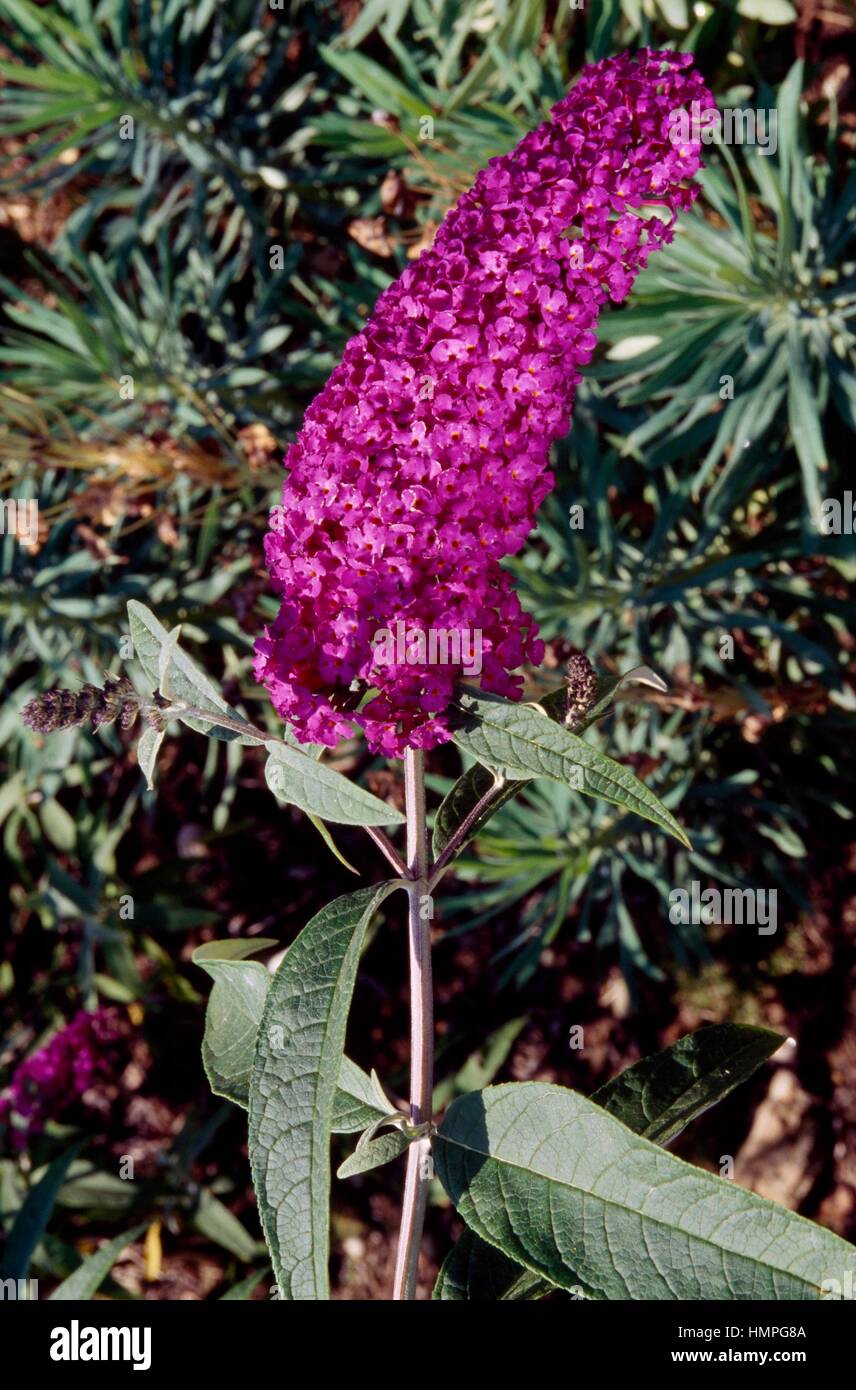 Summer lilac or Butterfly-bush (Buddleia davidii Harlequin ...