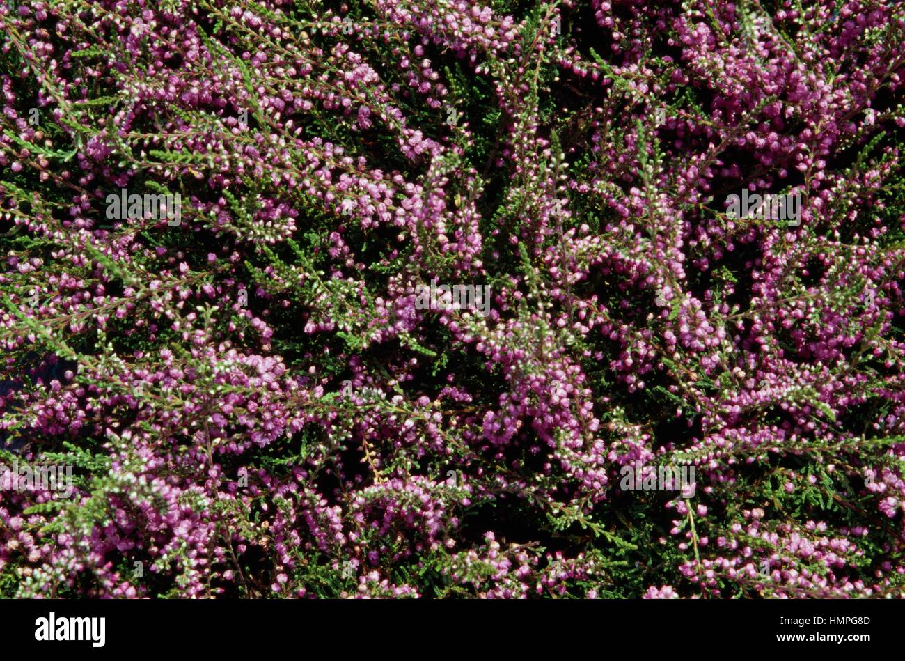 Calluna vulgaris tib hi-res stock photography and images - Alamy