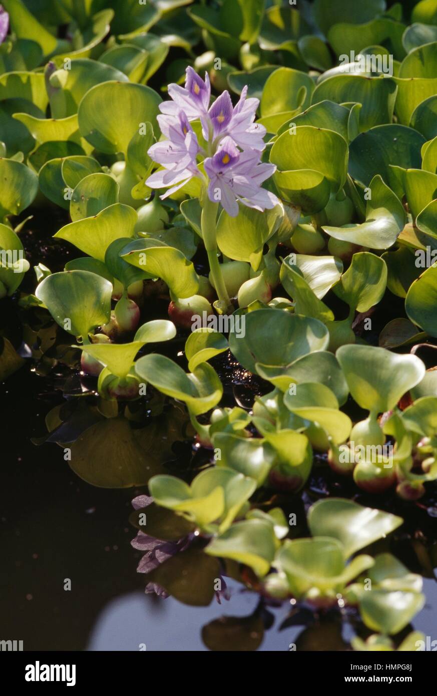Common water hyacinth or Floating water hyacinth (Eichhornia crassipes ...