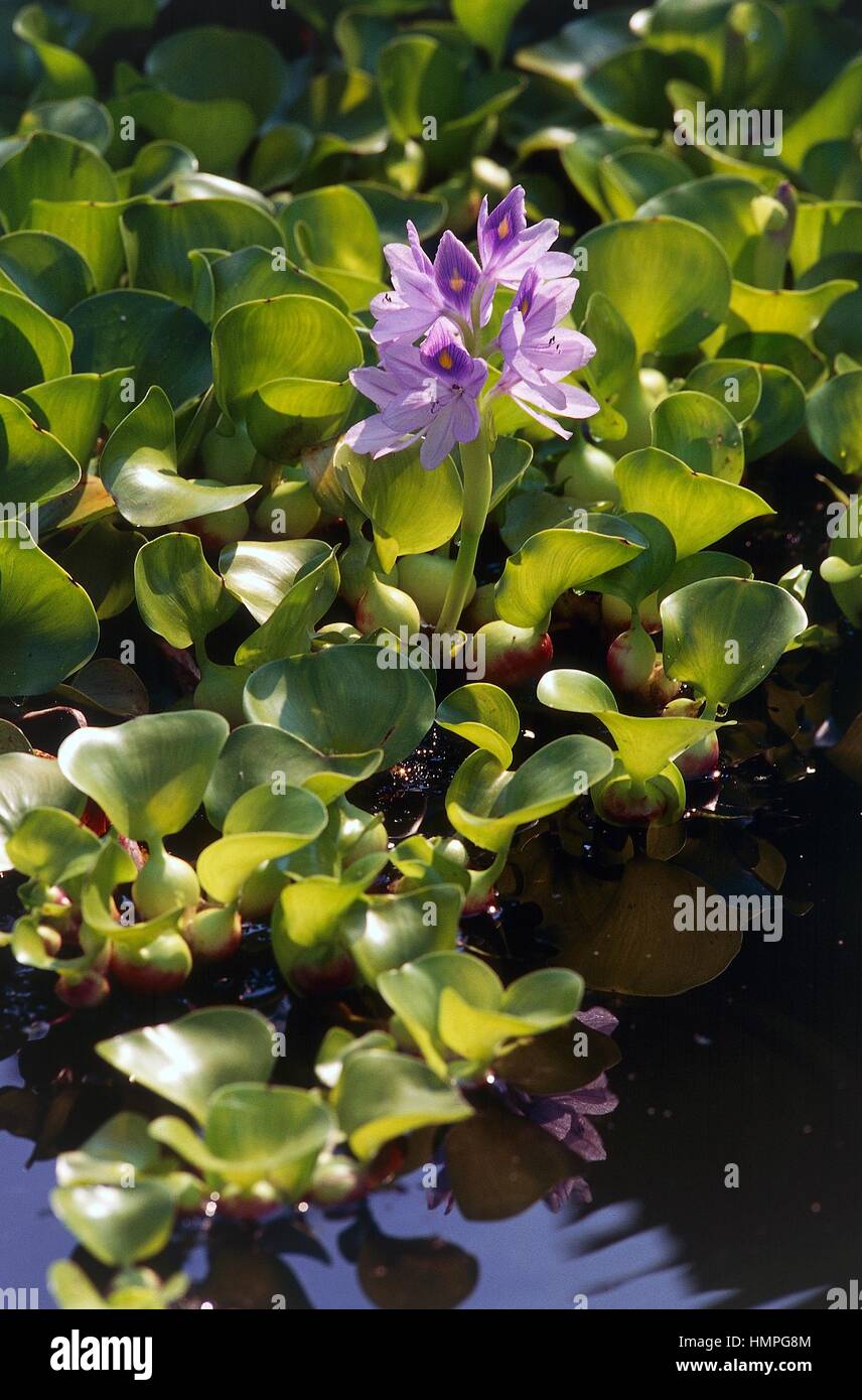 Common water hyacinth or Floating water hyacinth (Eichhornia crassipes ...