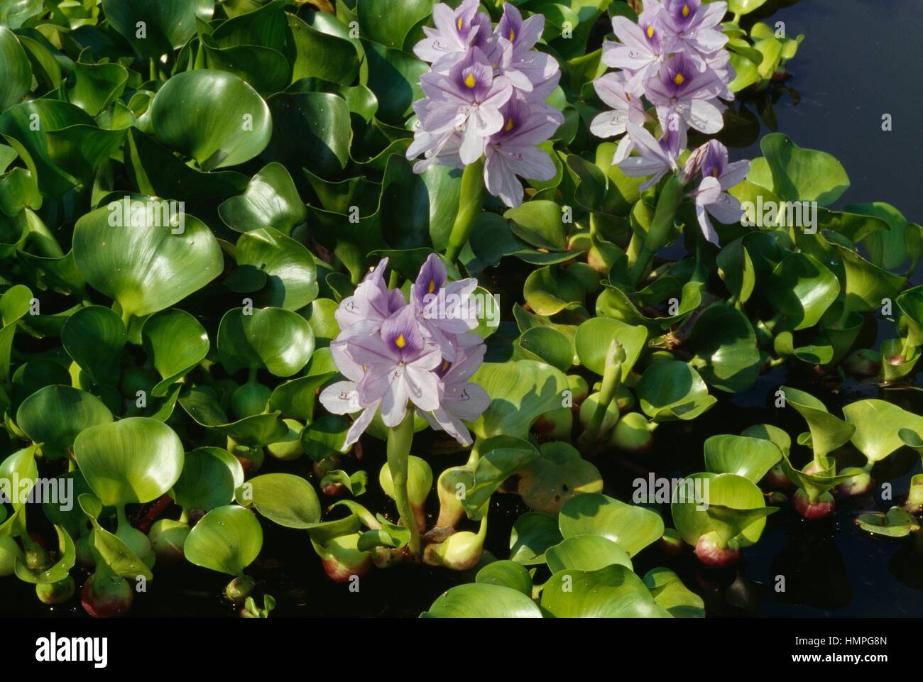 Common water hyacinth or Floating water hyacinth (Eichhornia crassipes ...