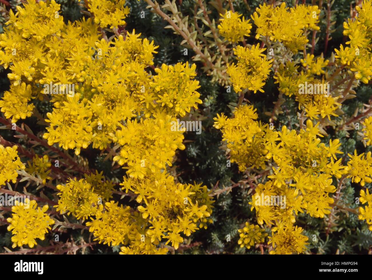 Jennys stonecrop sedum reflexum hi-res stock photography and images - Alamy
