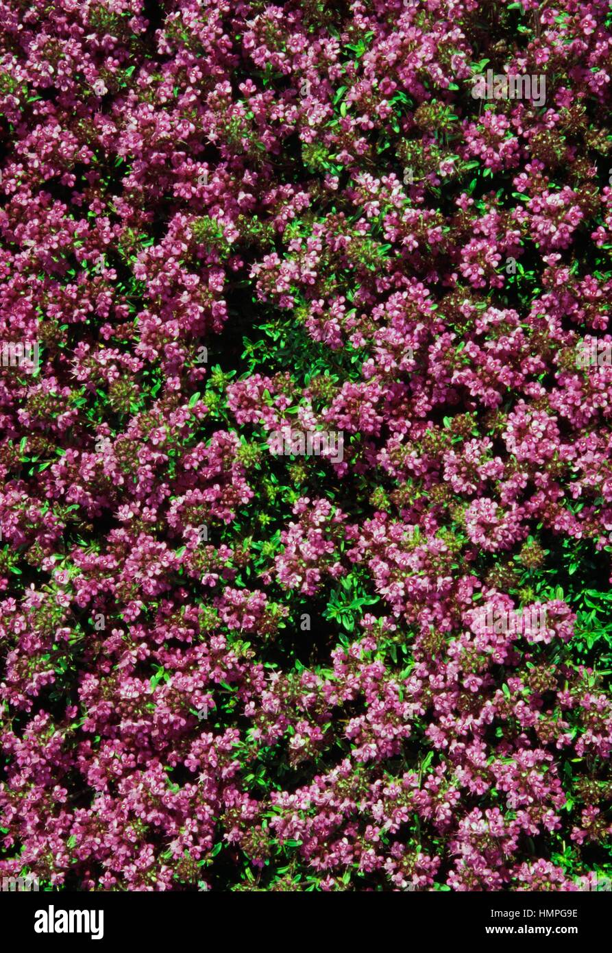 Thyme thymus sp hi-res stock photography and images - Alamy