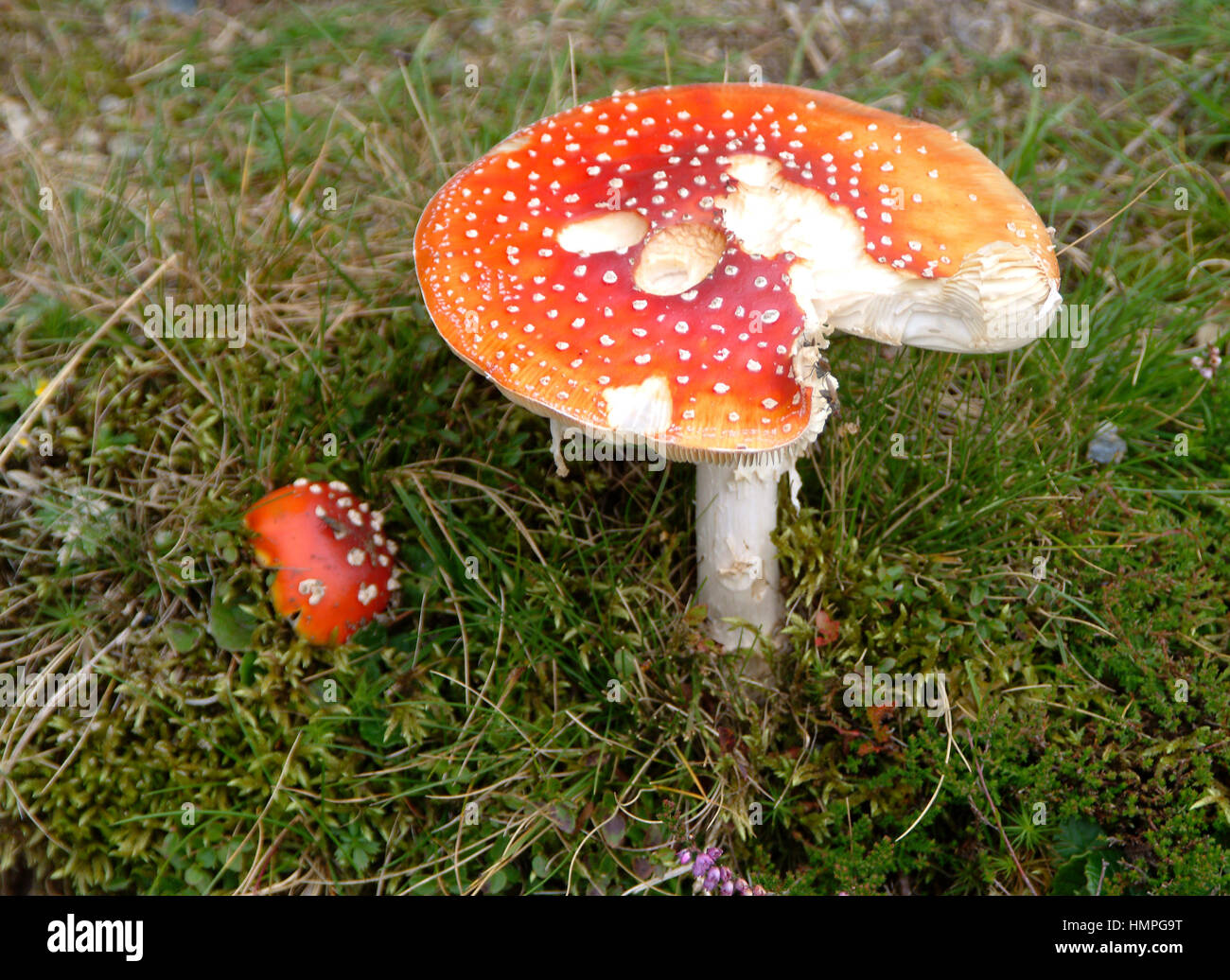 Toadstool, fly agaric Stock Photo - Alamy