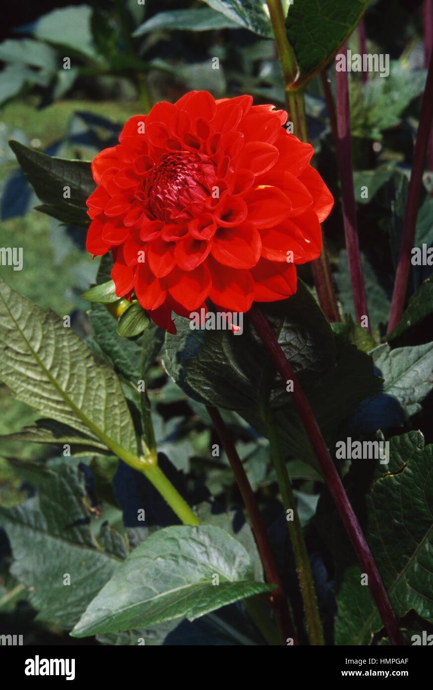 Decorative Dahlia (Dahlia Red Cap)), Asteraceae Stock Photo - Alamy