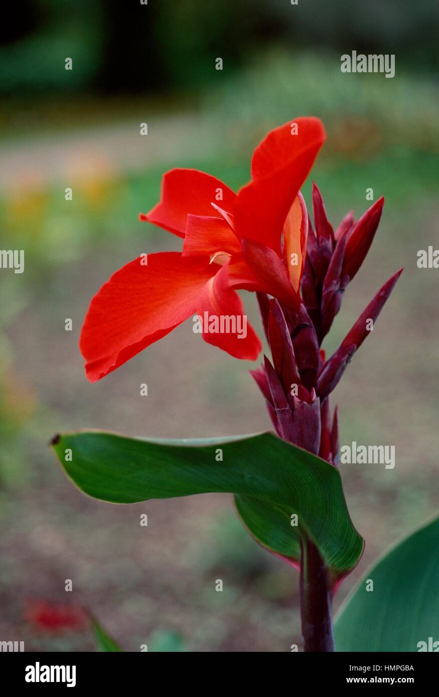 Canna Brandywine (Canna indica), Cannaceae Stock Photo - Alamy