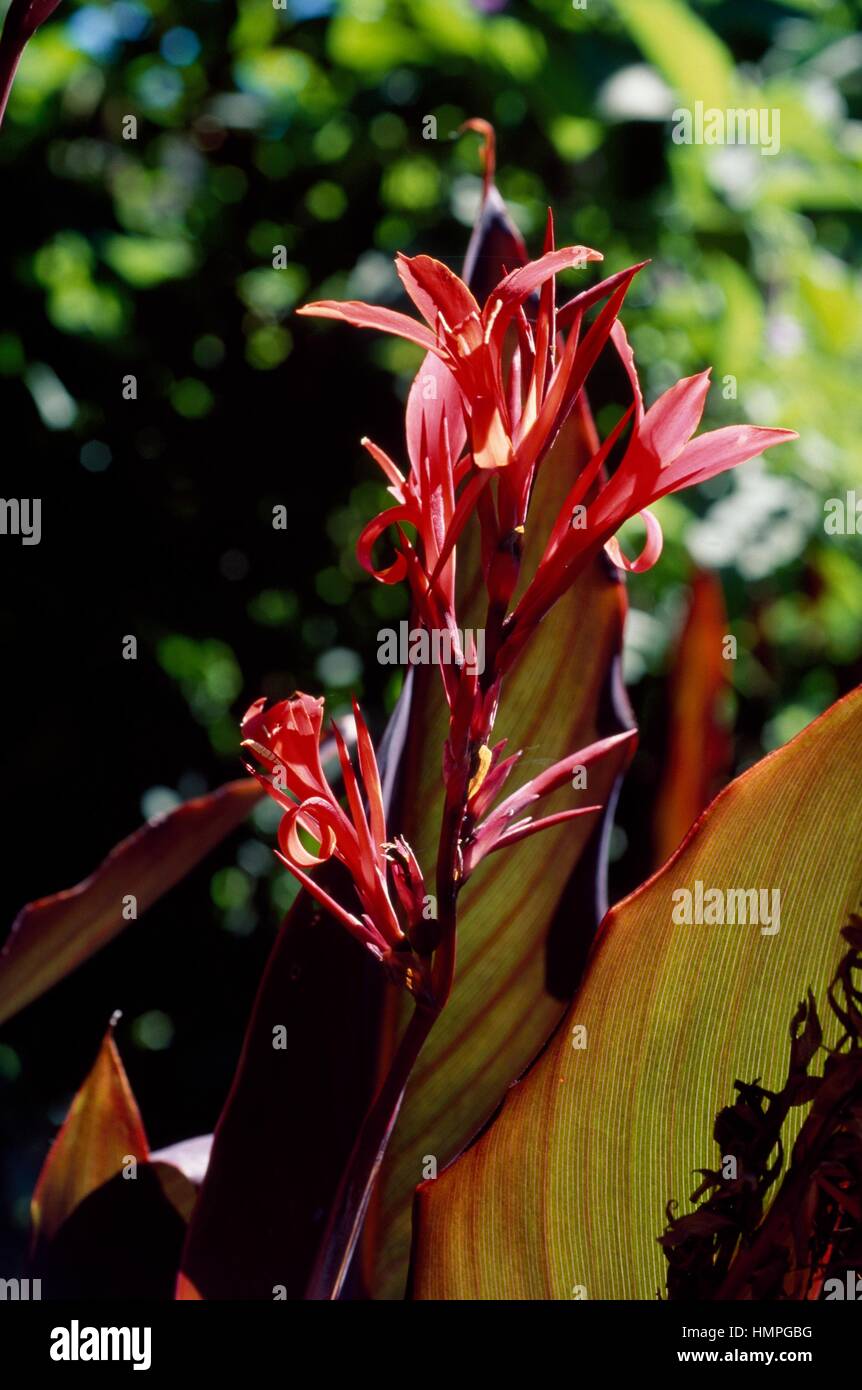 Canna generalis canna indica hi-res stock photography and images - Alamy
