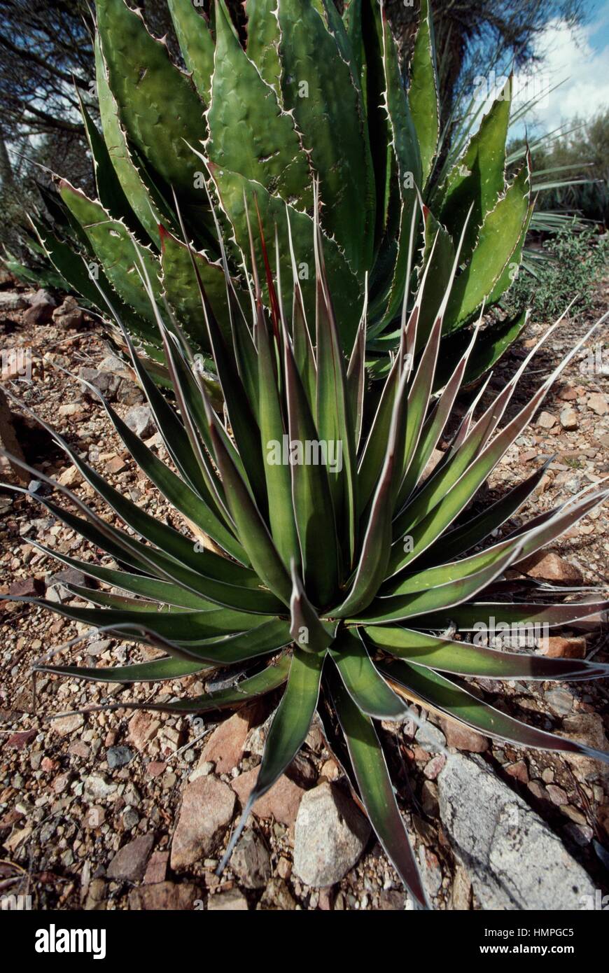 Agave sp specimen, Agavaceae Stock Photo - Alamy