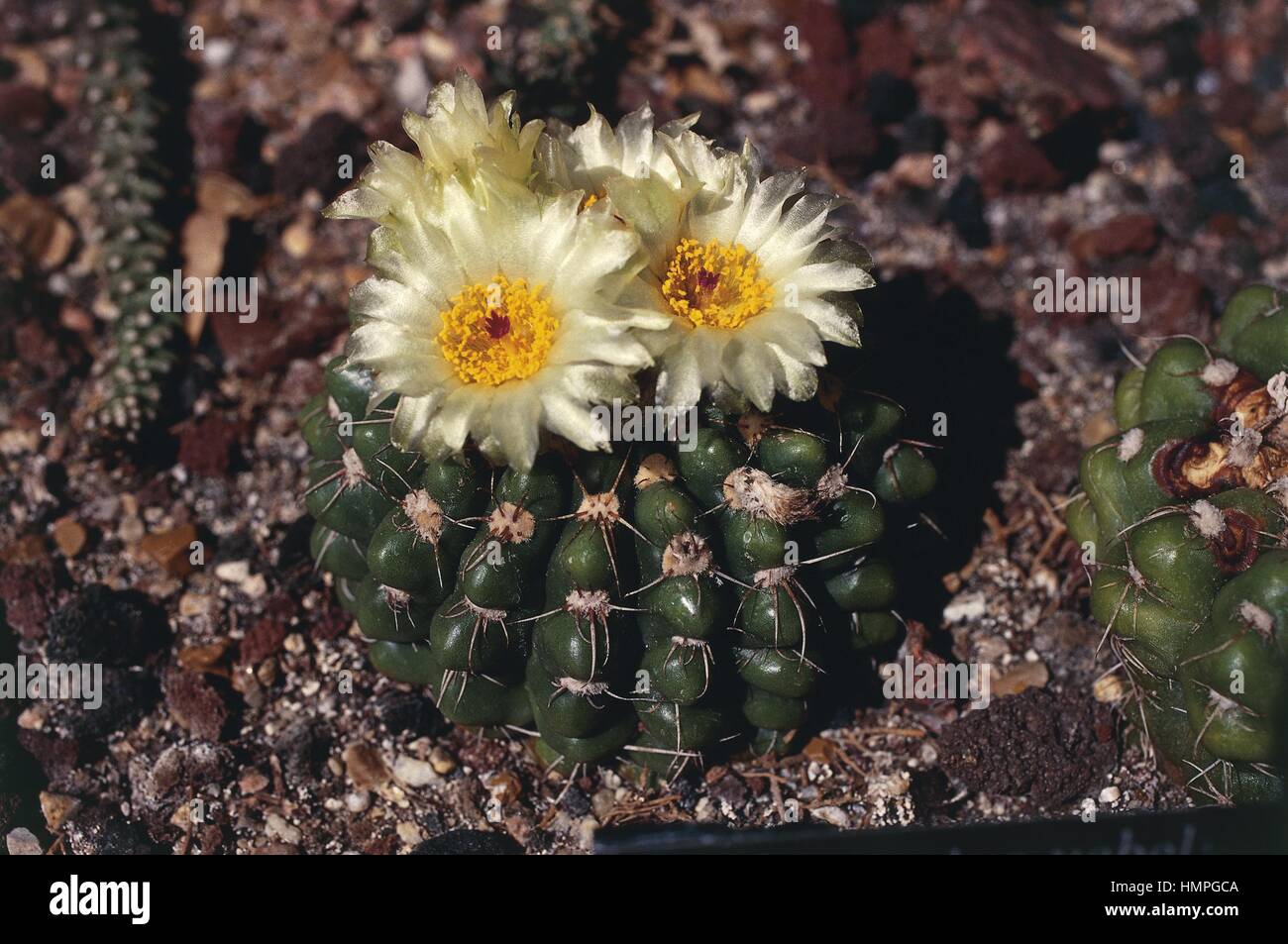Botany - Cactaceae. Ball cactus (Notocactus uebelmannianus Stock Photo ...