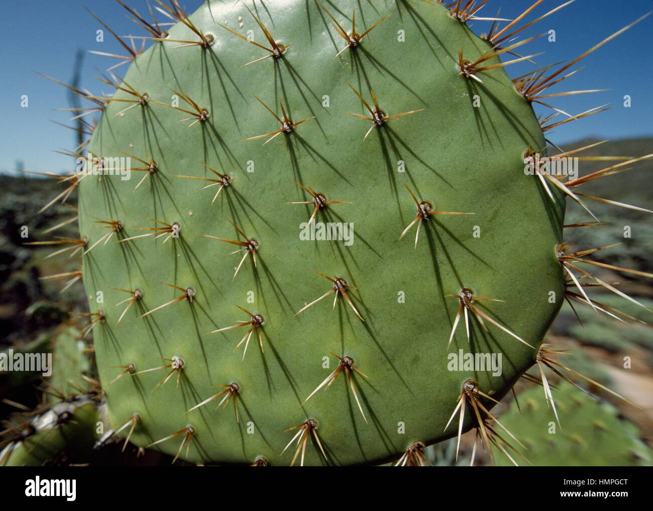 Cladode hi-res stock photography and images - Alamy