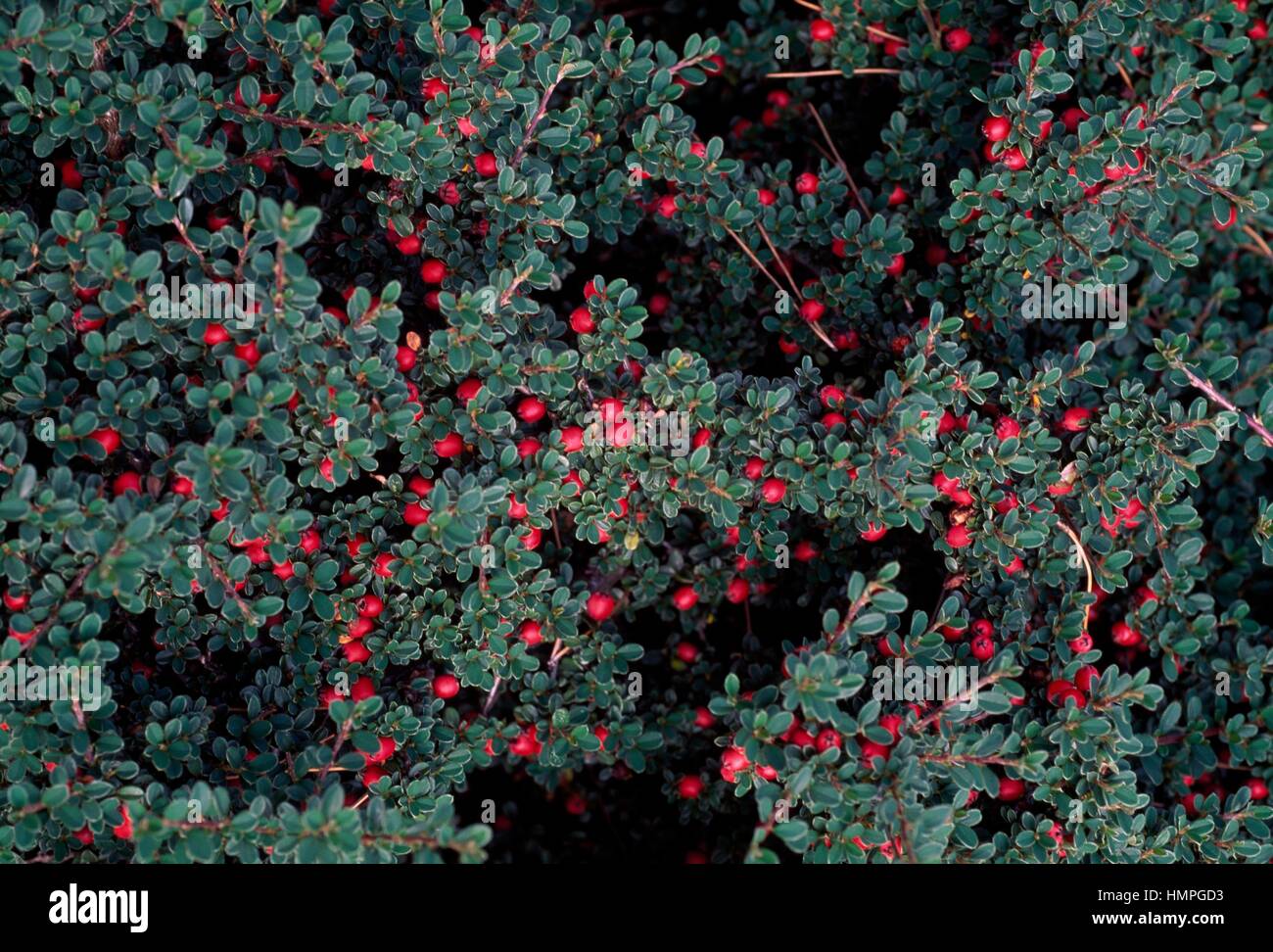 Cotoneaster microphyllus cochleatus hi-res stock photography and images ...