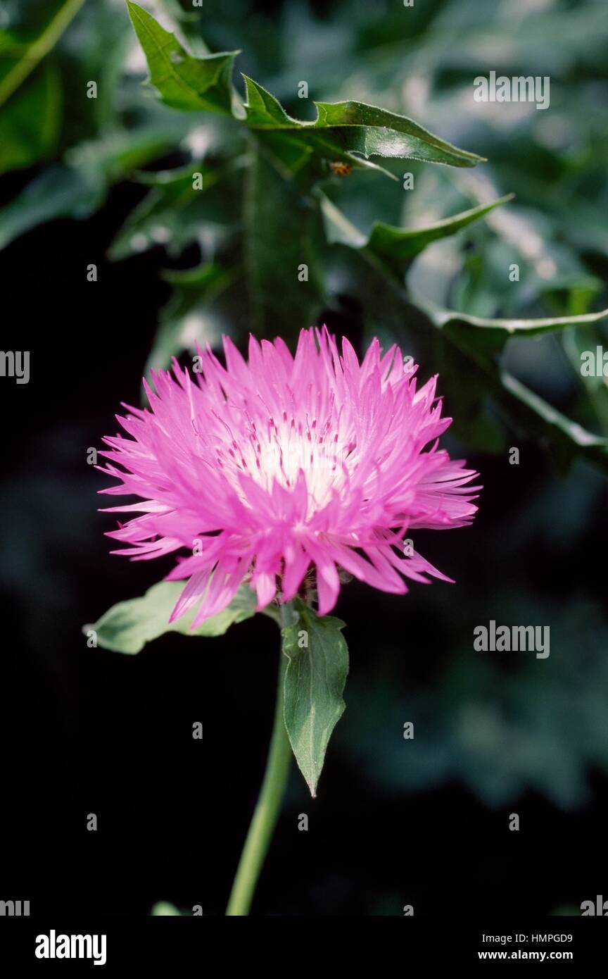 Persian Cornflower or Whitewash Cornflower (Centaurea dealbata John ...
