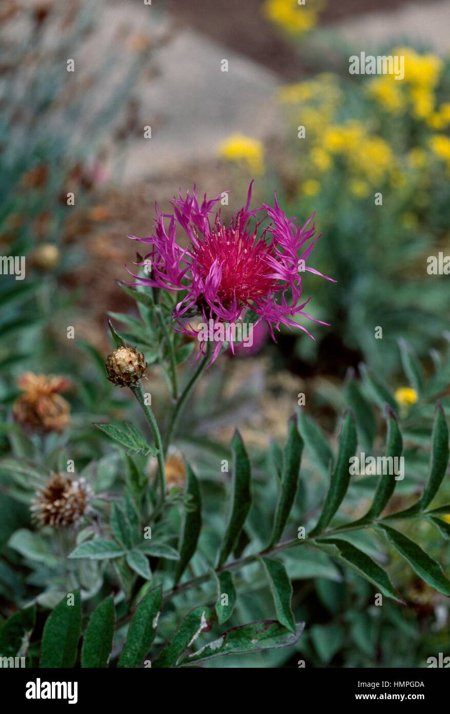 Persian Cornflower or Whitewash Cornflower (Centaurea dealbata ...
