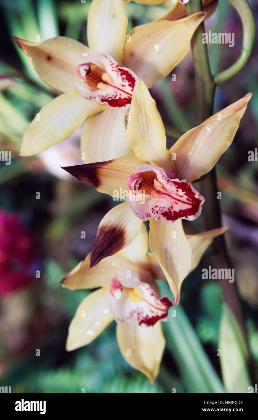 Orchid yellow cymbidium hi-res stock photography and images - Alamy