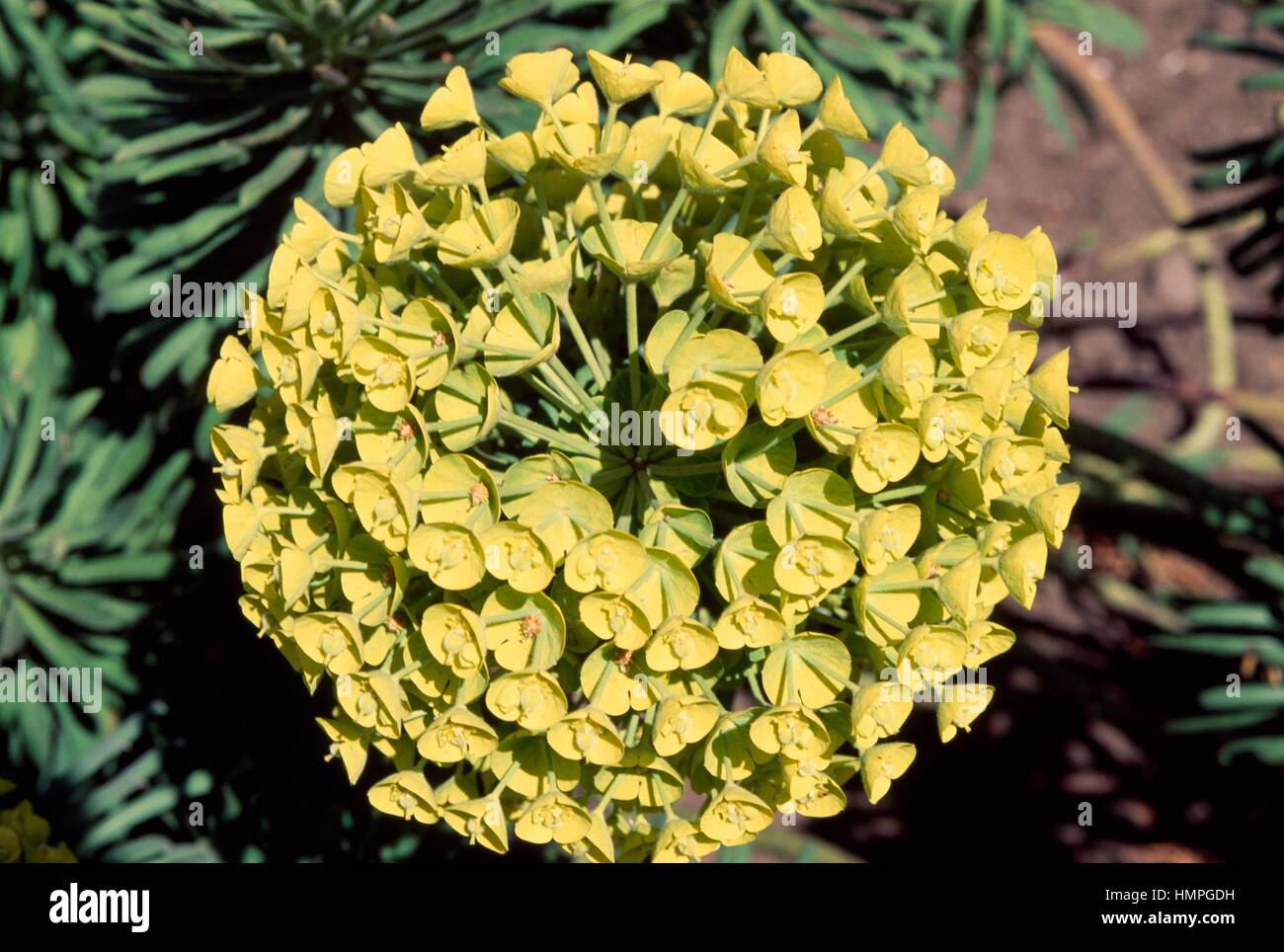 Spurge flower, Euphorbiaceae. Detail Stock Photo - Alamy