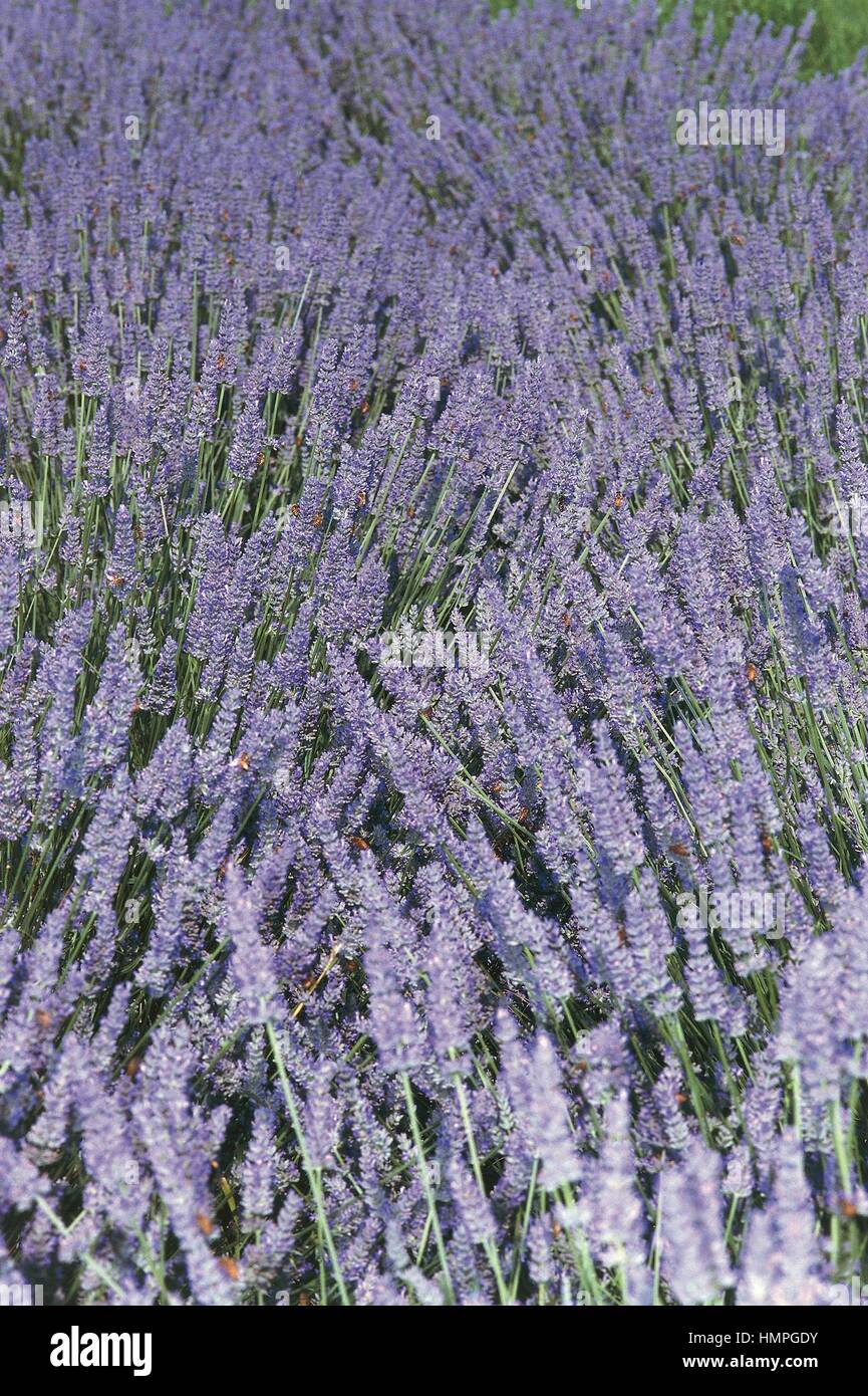Lavender, English Lavender or Common Lavender (Lavandula officinalis ...