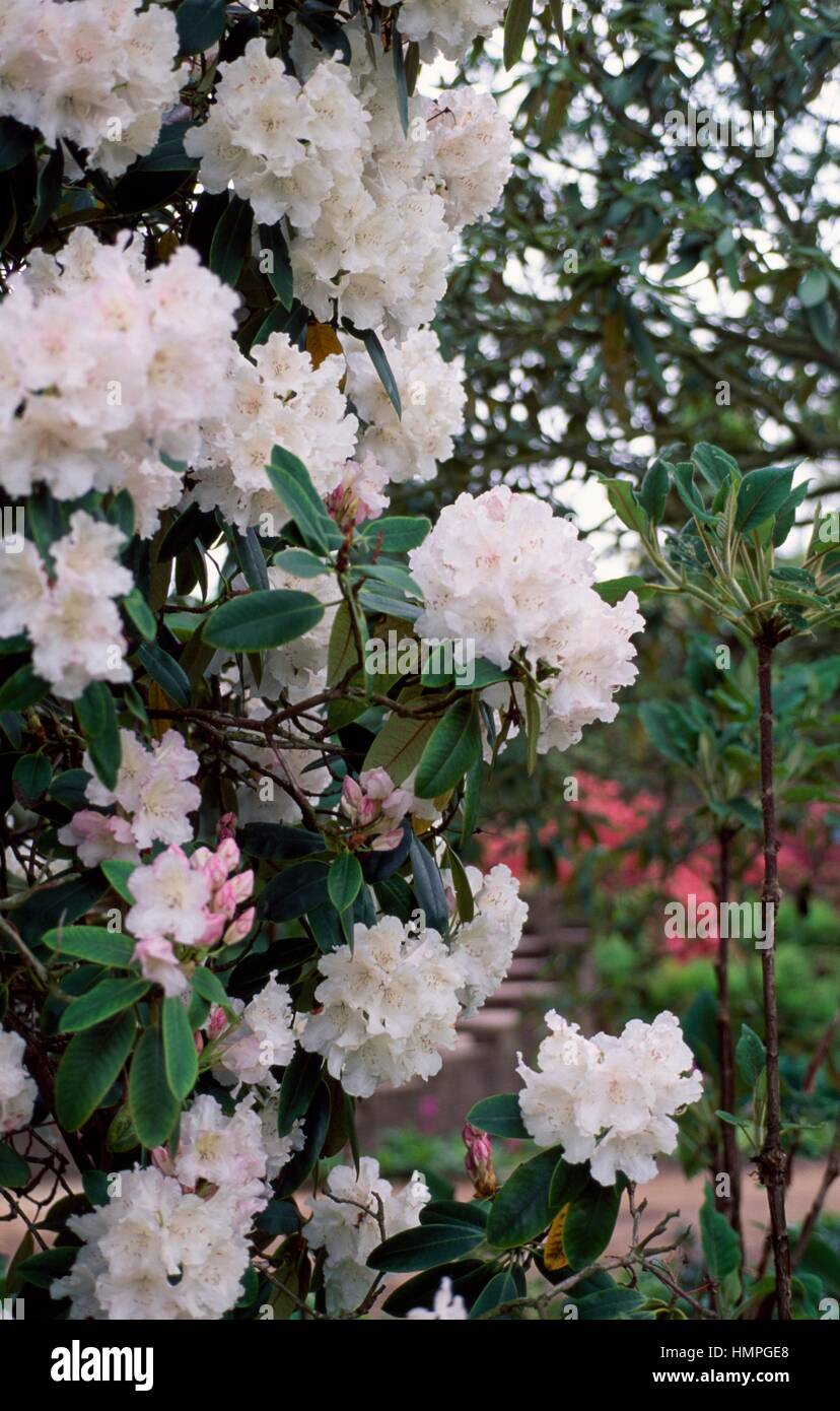Rhododendron (Rhododendron Loder's White), Ericaceae Stock Photo - Alamy