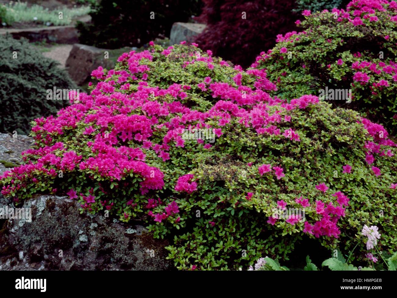 Kyushu azalea (Rhododendron kiusianum kiusianum), Ericaceae Stock Photo ...