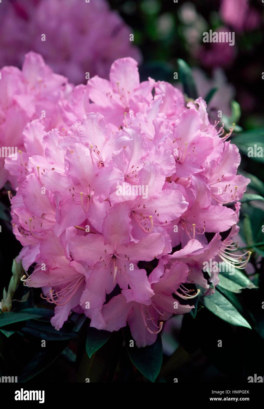 Rhododendron (Rhododendron sp), Ericaceae Stock Photo - Alamy
